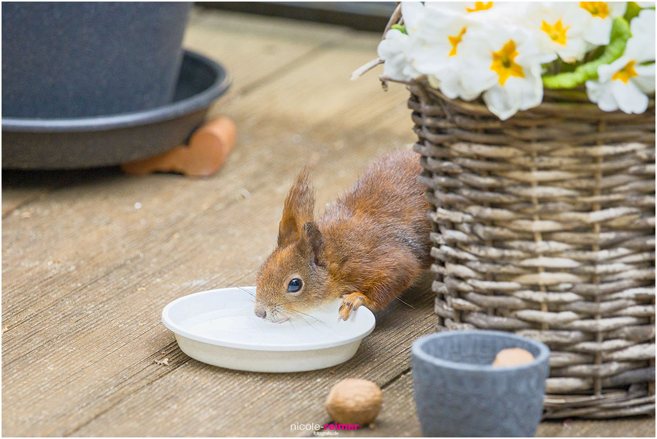 Eichhörnchen-Bilder